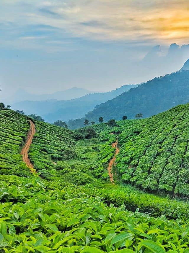 Beautiful Tea Plantations