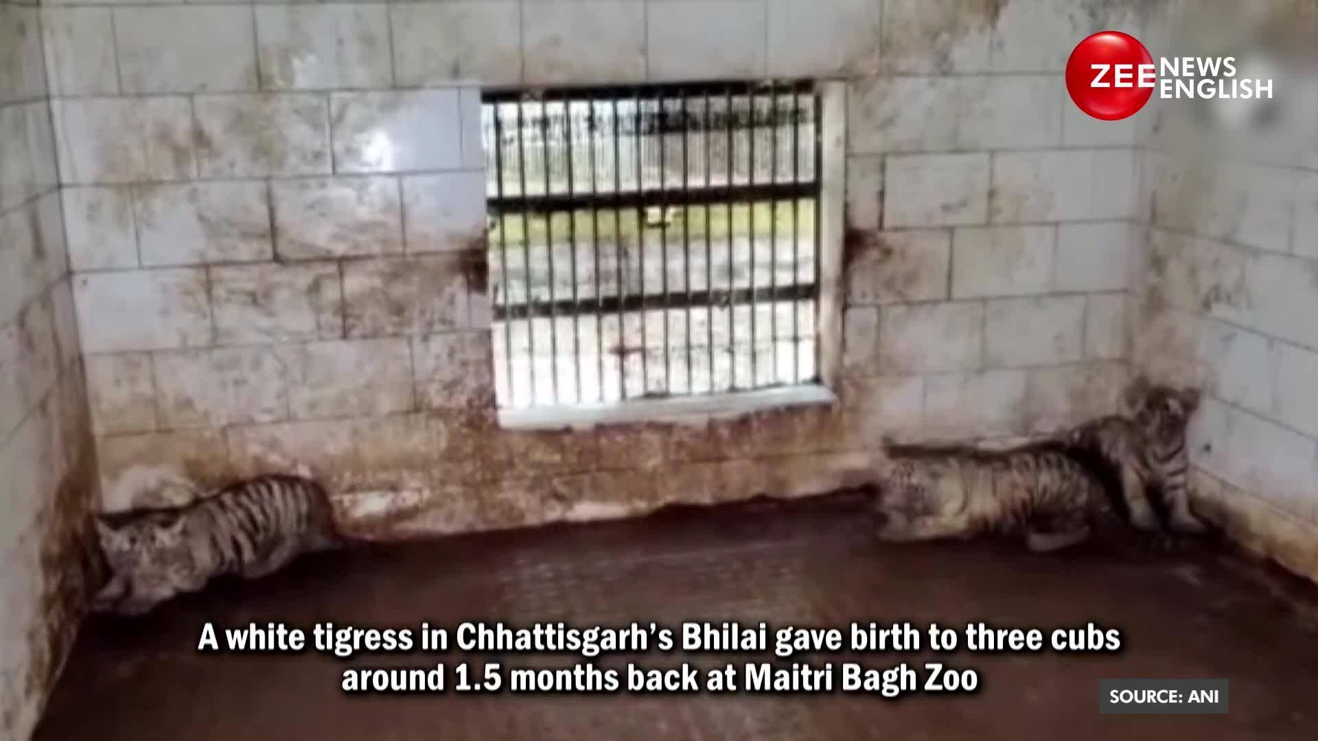 First Visuals Of The 3 Cubs Born To White Tigress "Raksha" Have Been ...