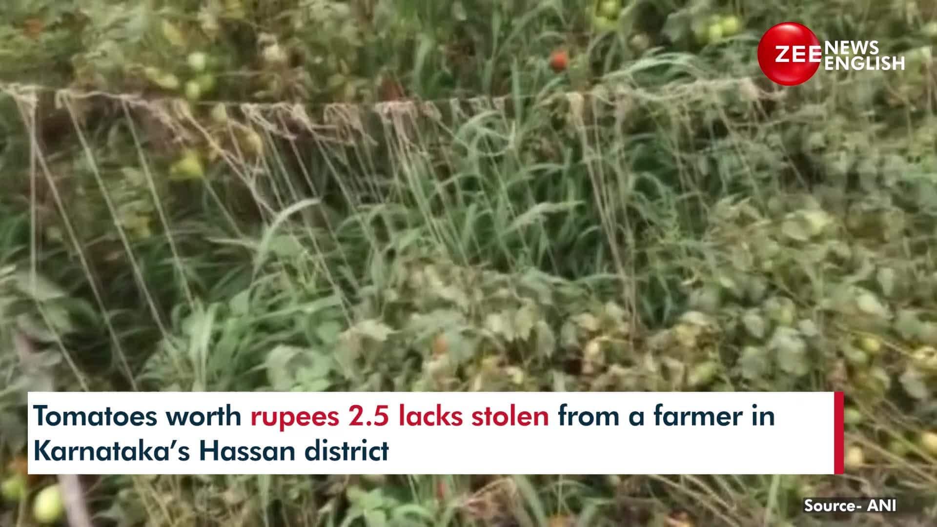 Tomatoes worth over 2 lakhs stolen from a farmer in Karnataka’s Hassan ...