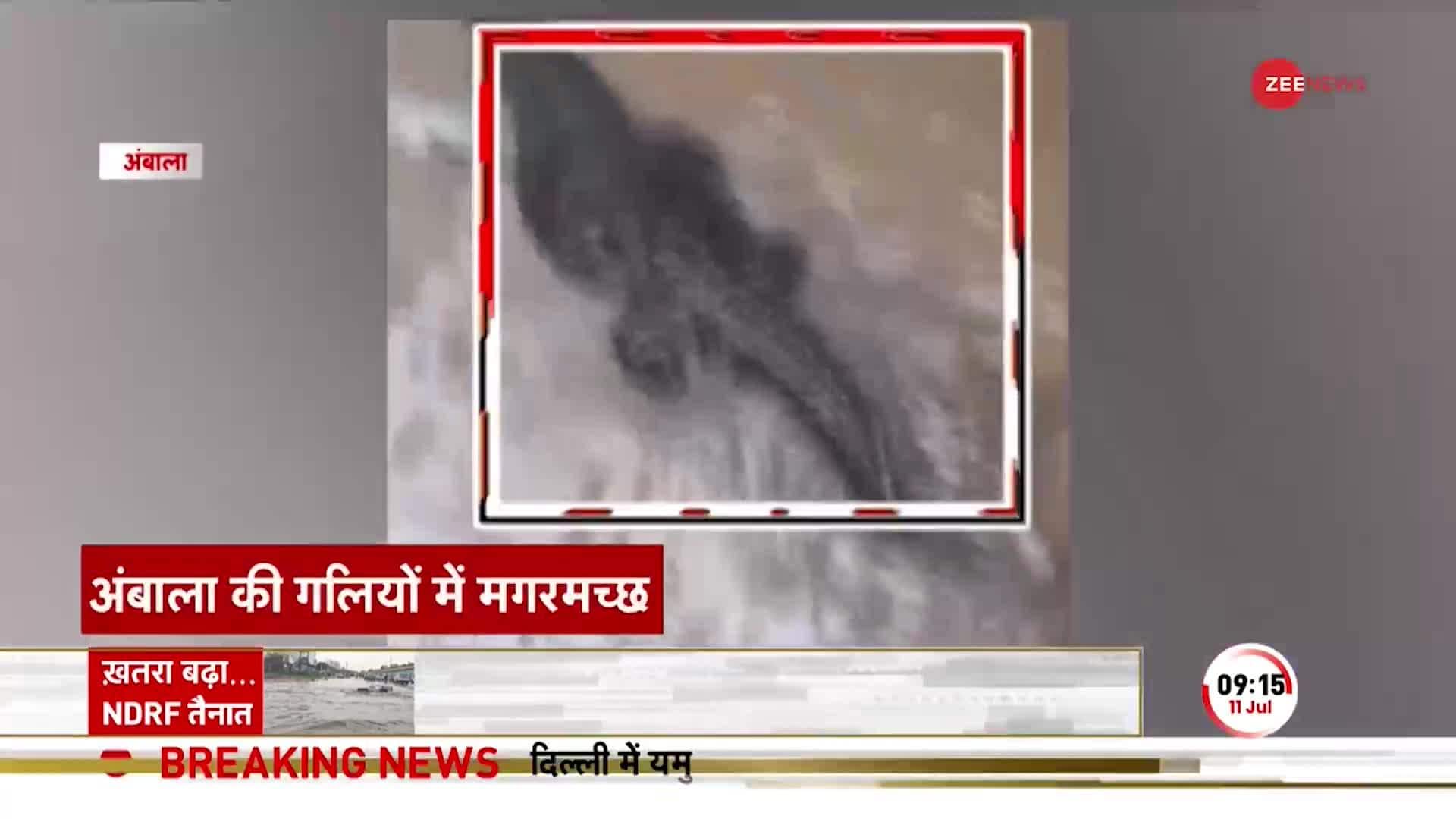 Crocodile seen in the streets of Ambala amid heavy rain, video goes ...