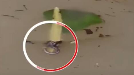 Poisonous snake seen in flood water in Rajghat | Zee News