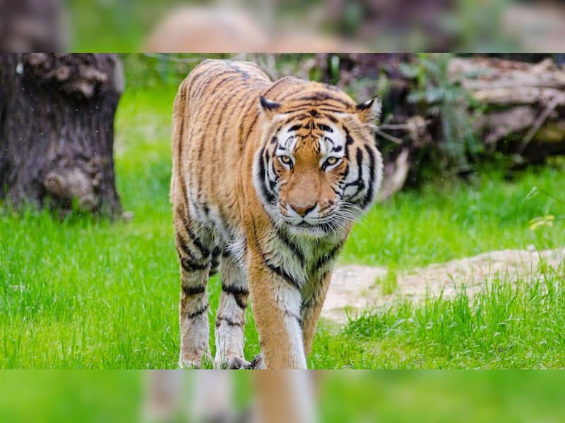 International Tiger Day: 5 Places In India To Spot The Magnificent ...