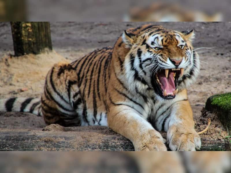 International Tiger Day: 5 Places In India To Spot The Magnificent ...