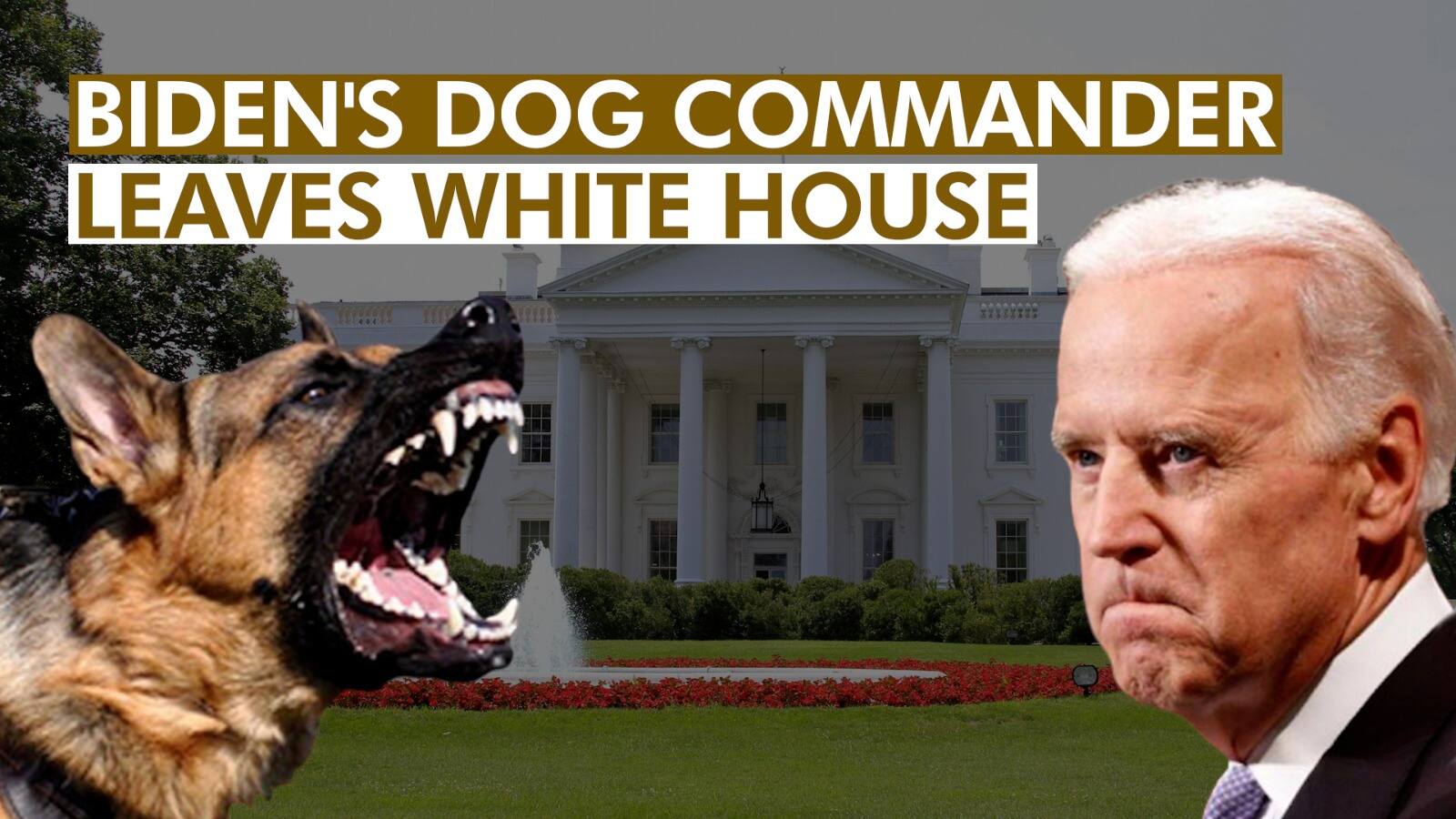 Commander, US President Joe Biden's Dog, Evacuated From The White House ...