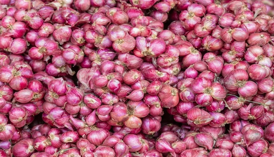 Onion Price Hike: Onion may become more expensive in November | Zee News
