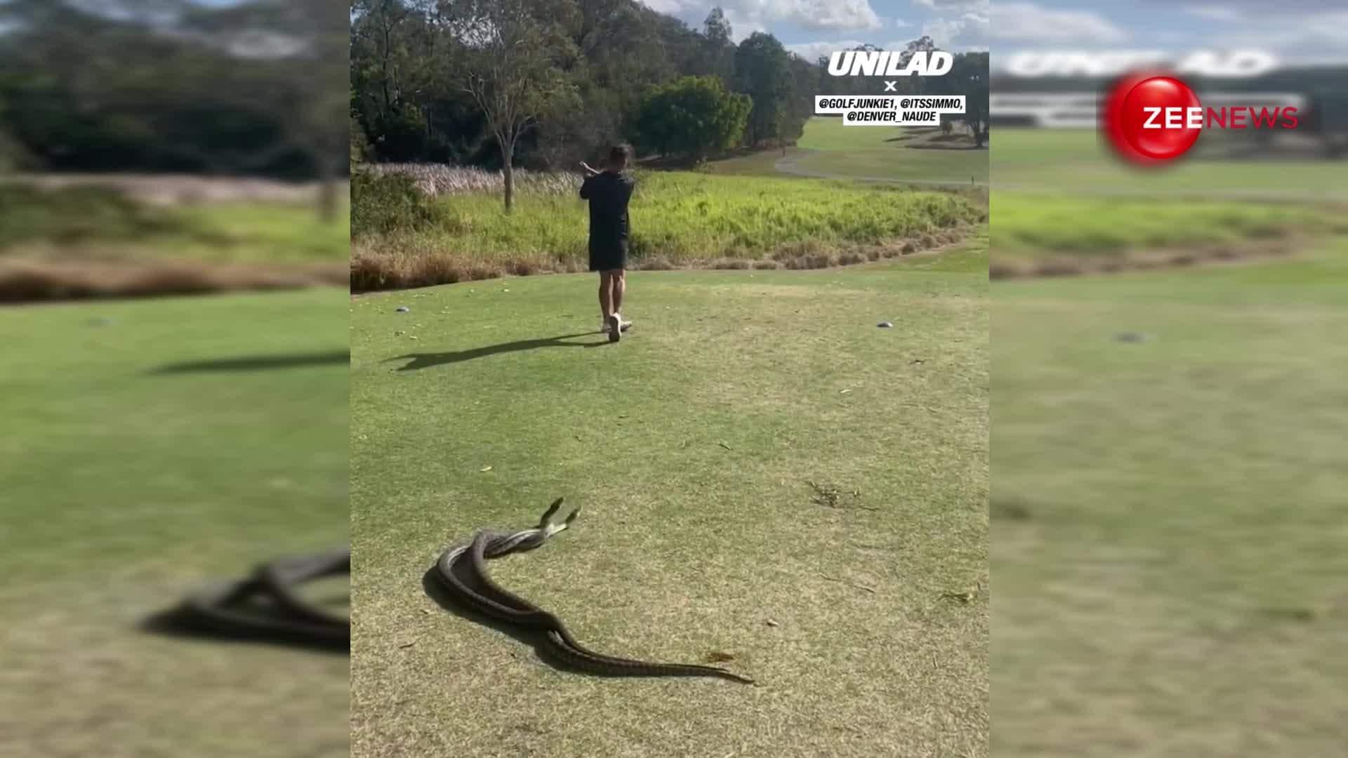 VIRAL VIDEO : Fearless Golfer: Australian Man Casually Plays Golf ...
