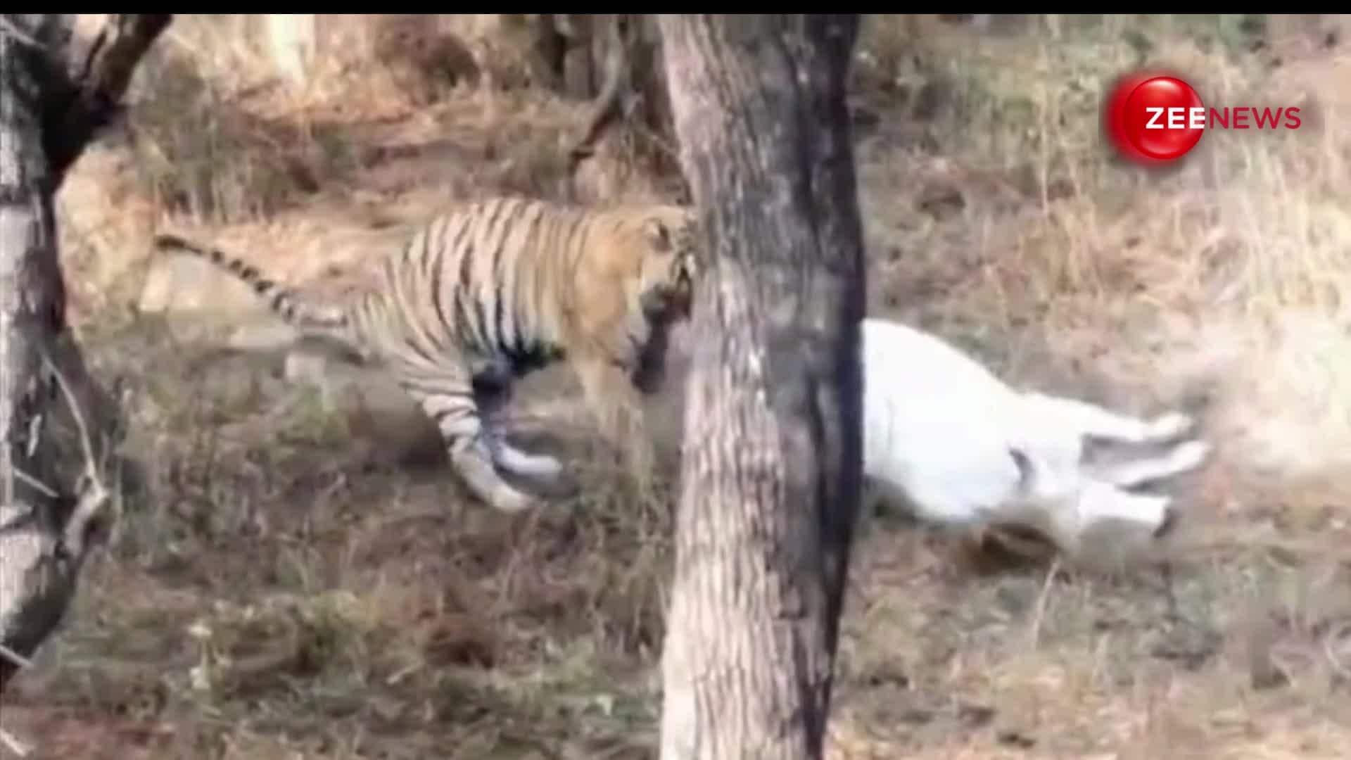 VIRAL VIDEO : Tiger Population Surges in Bihar's Valmiki Tiger Reserve ...