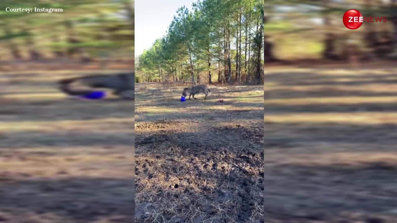 VIRAL VIDEO : Donkey's Heartwarming Christmas Surprise: Unbelievable ...