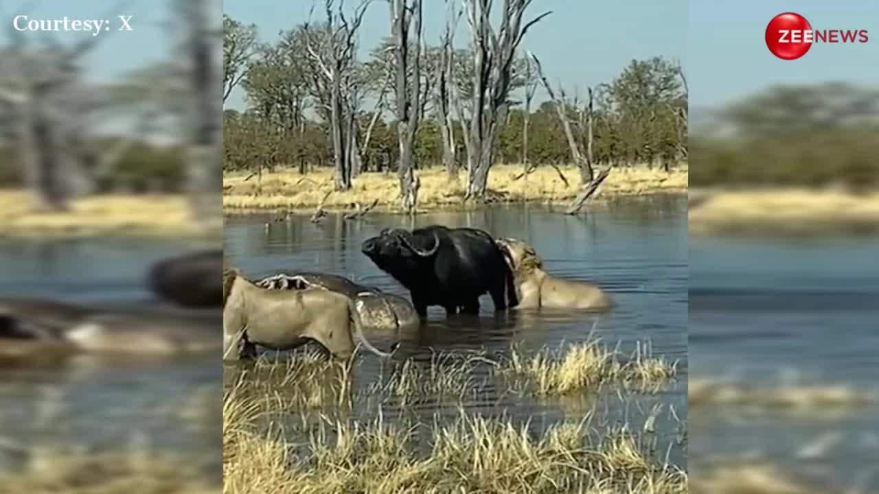 VIRAL VIDEO : Single Buffalo Defies 3 Lions, Leaves Onlookers ...