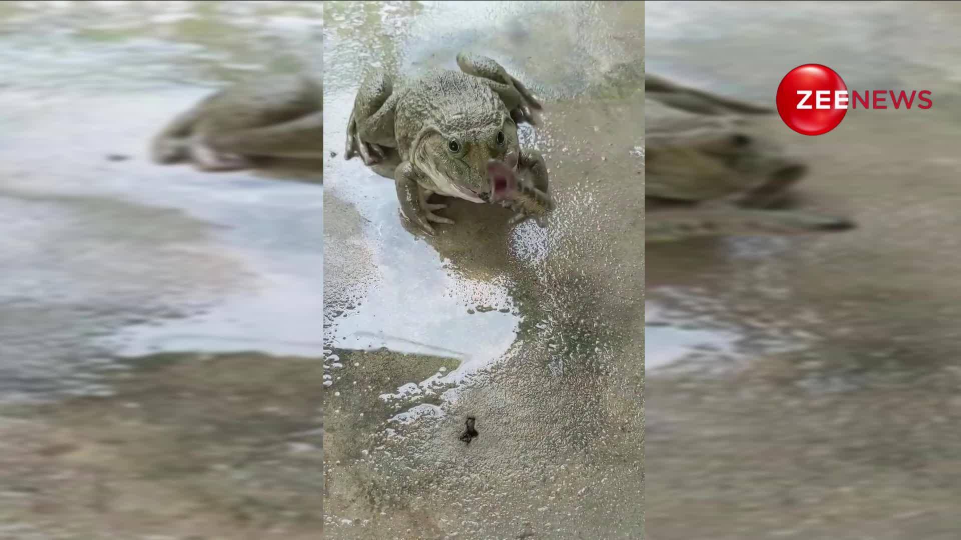 VIRAL VIDEO : Frog Leaves Snake in the Dust, Unleashing Thrilling ...