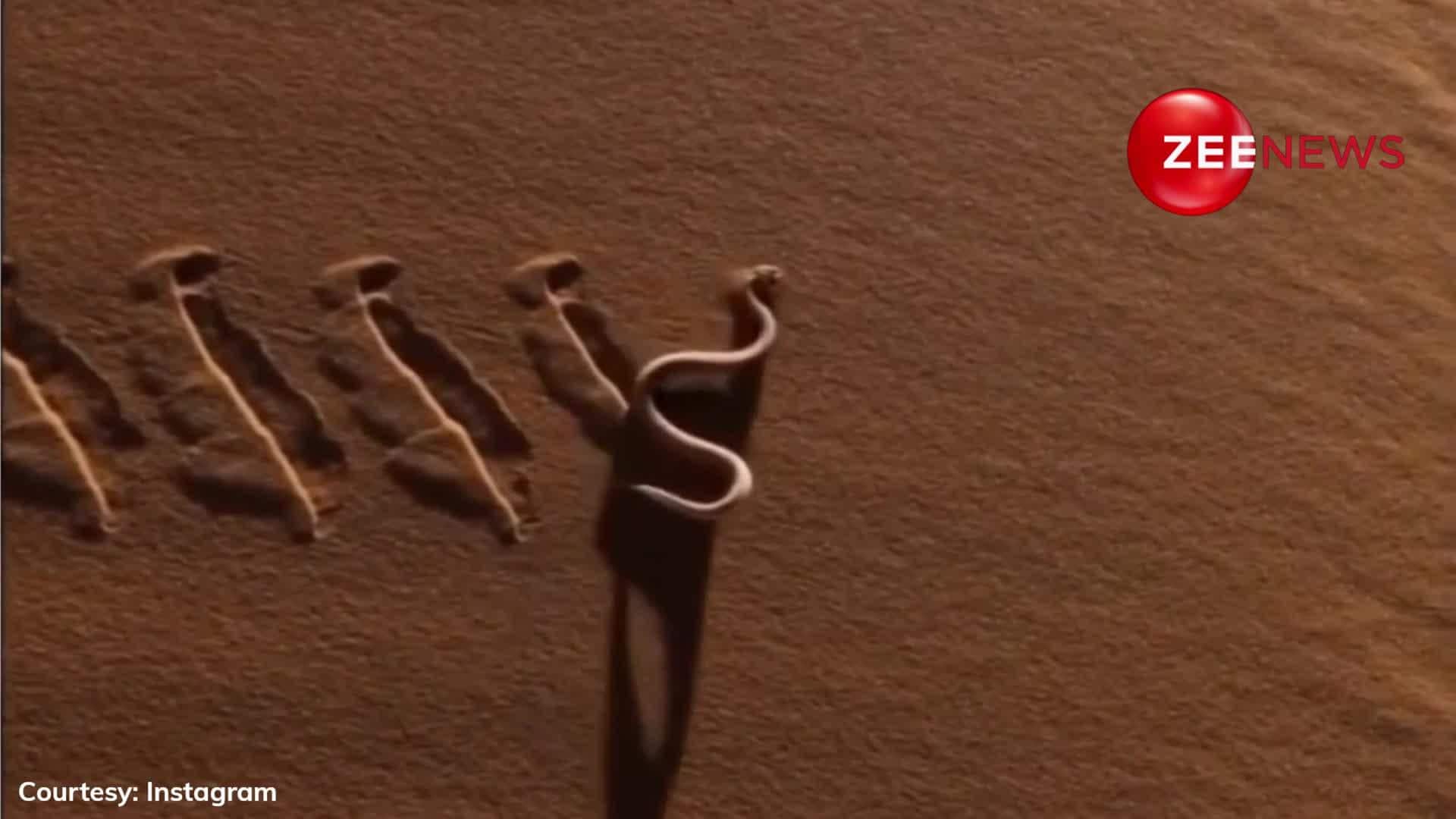 VIRAL VIDEO: Sidewinder Rattlesnake's Unique Sidewinding Movement to ...