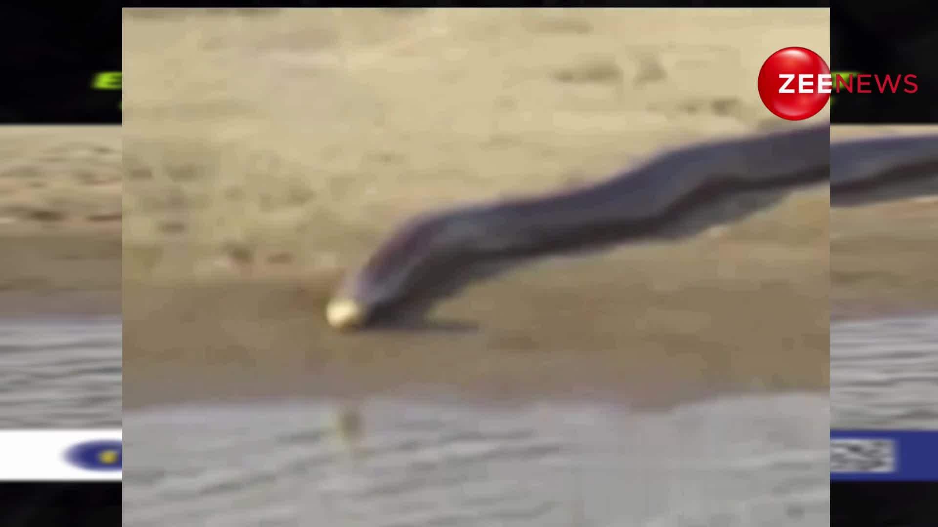 VIRAL VIDEO: 15-Foot Snake Terrifies at Kaziranga National Park ...