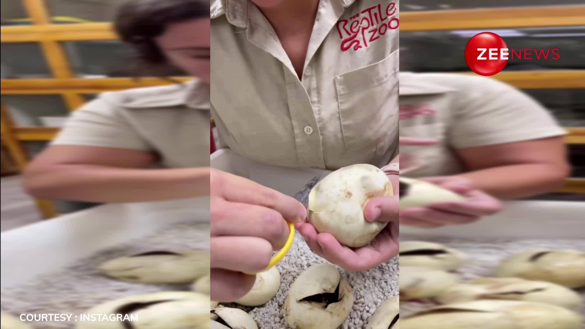 VIRAL VIDEO: Woman Cuts Python Eggs Like A Potato, Sparks Internet ...
