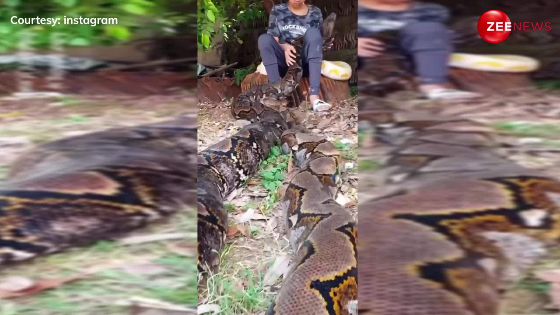 VIRAL VIDEO : Brave or Reckless? Child Sits Amongst Dangerous Pythons ...