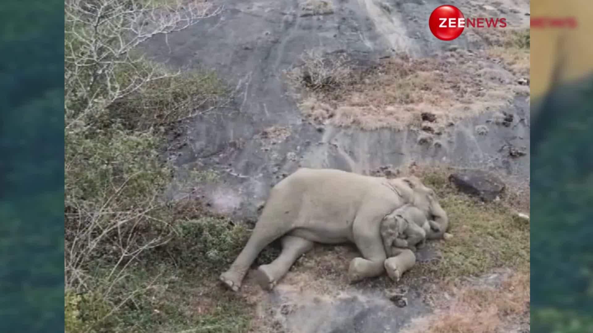 VIRAL VIDEO : Rescued Baby Elephant Snuggles with Mother in Touching ...