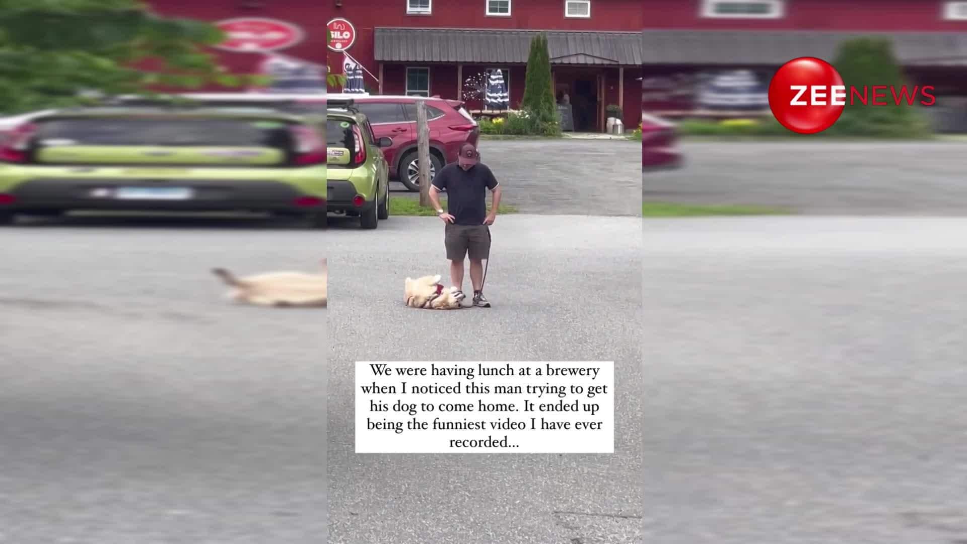 VIRAL VIDEO: ROFL-Worthy Dog Walk Adventure with Man and His Furry ...