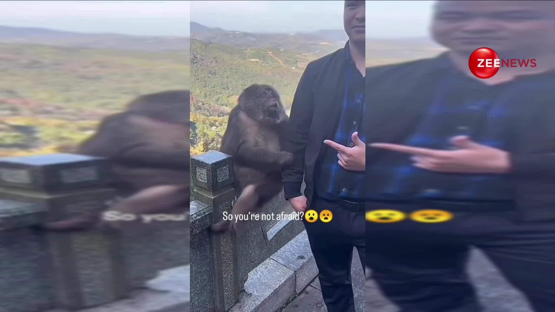 VIRAL VIDEO: Adorable Monkey's Hilarious 'Defeat' After Failed Attempt ...