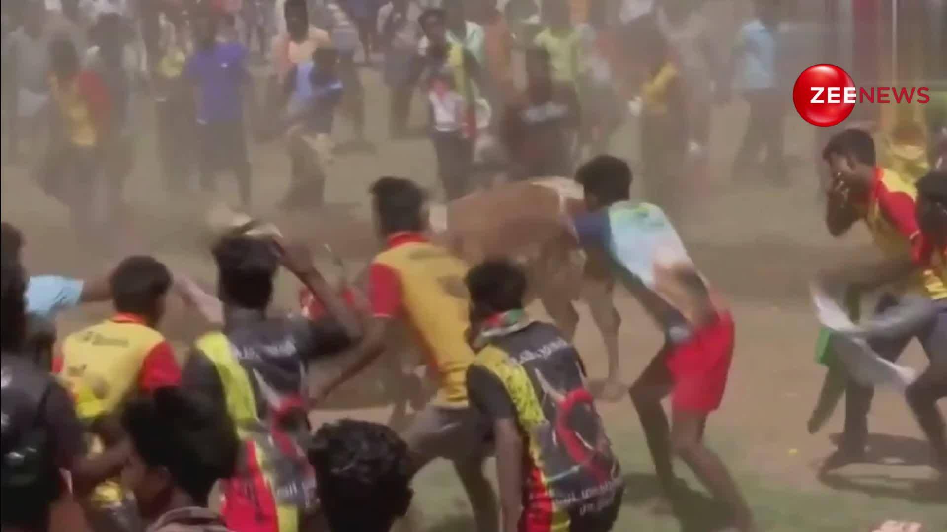 Eruthukattu Festival Unveils Traditional Heroic Sport in Kovil ...