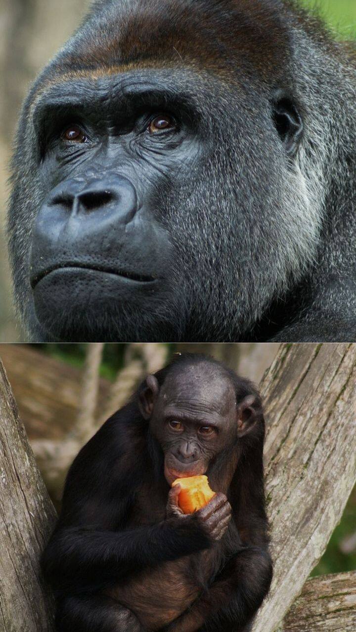 World Smartest Animals What Where The Most "intelligent" Animals