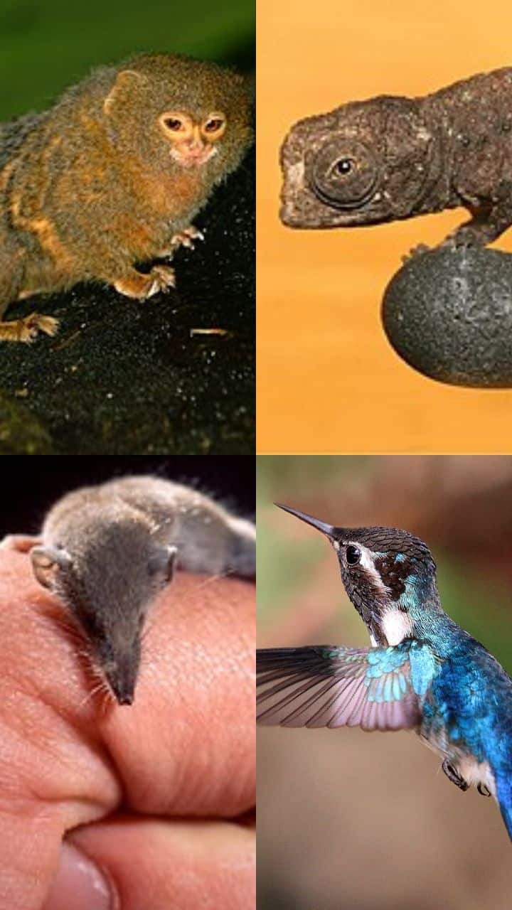 Smallest Animals In The World 2024