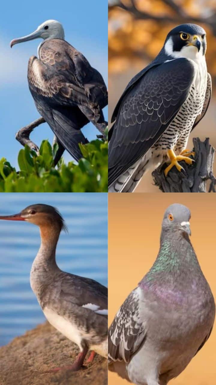 What Are The Fastest Birds
