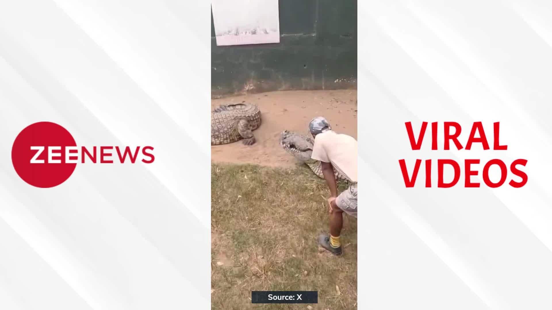 VIRAL VIDEO: Zookeeper's Terrifying Encounter With 15-Foot Crocodile ...
