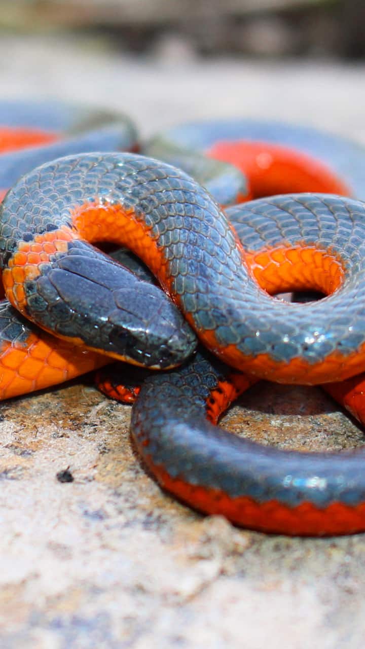The Smallest Snake In The World