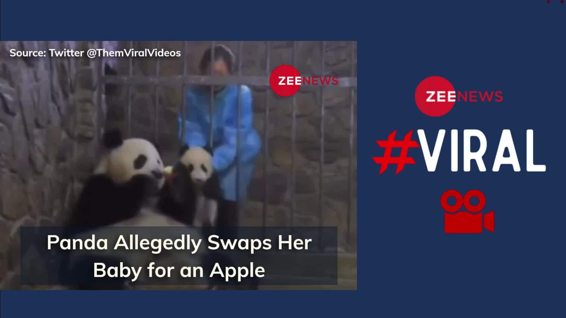 Viral Video: Panda Allegedly Swaps Her Baby For An Apple - Watch | Zee News