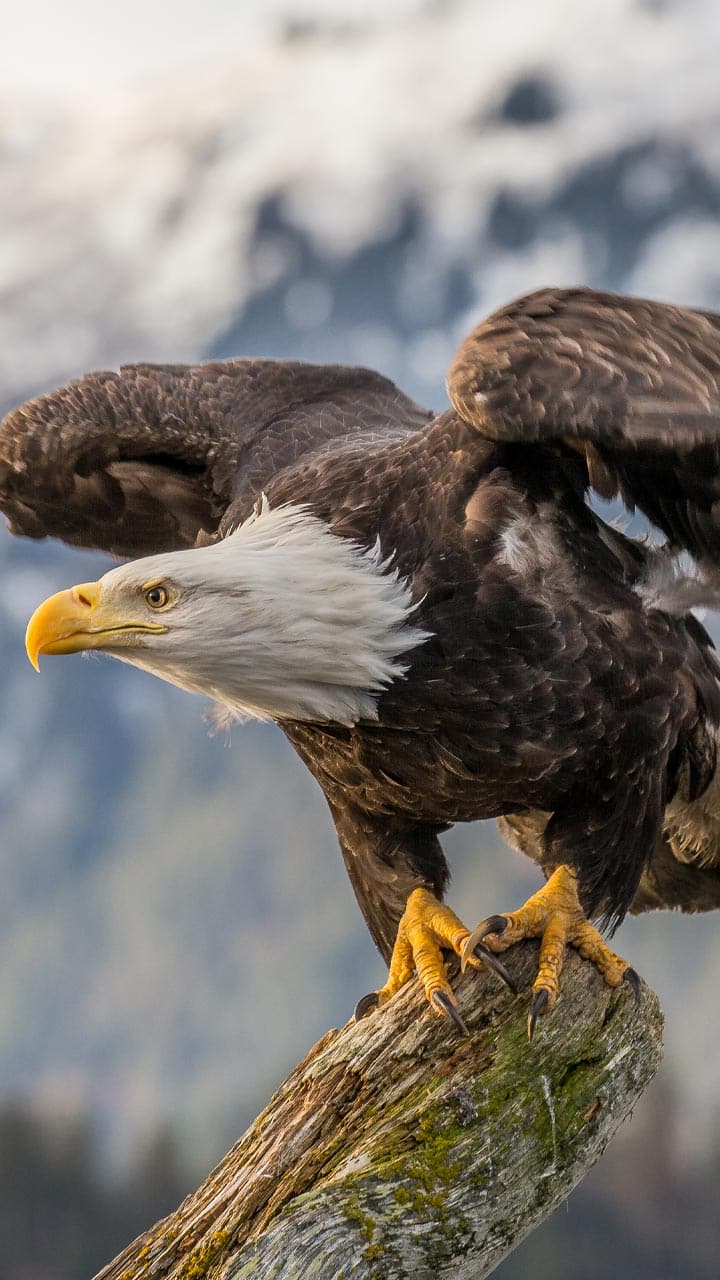 Eagle Hunting Hd Wallpaper