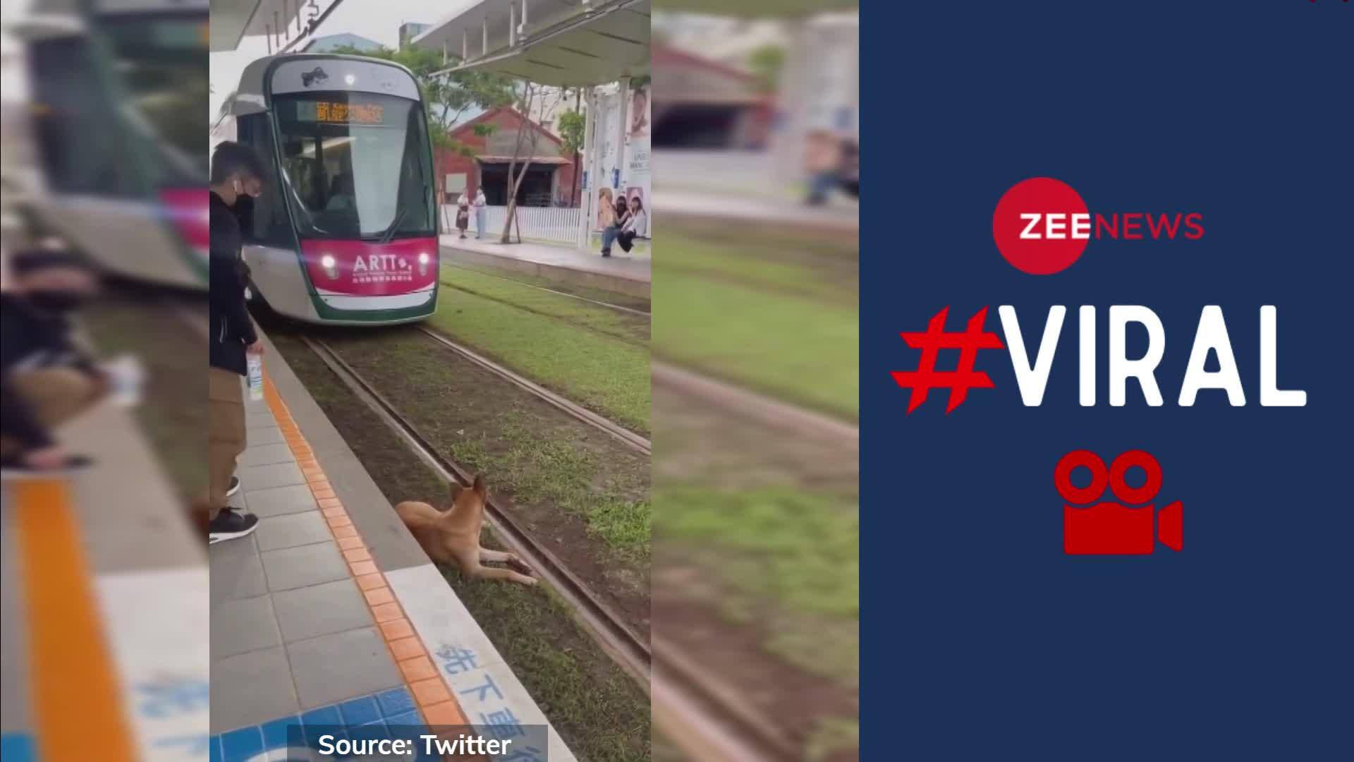 Viral Video: Heartwarming Heroic Rescue Of Stray Dog Near Railway ...