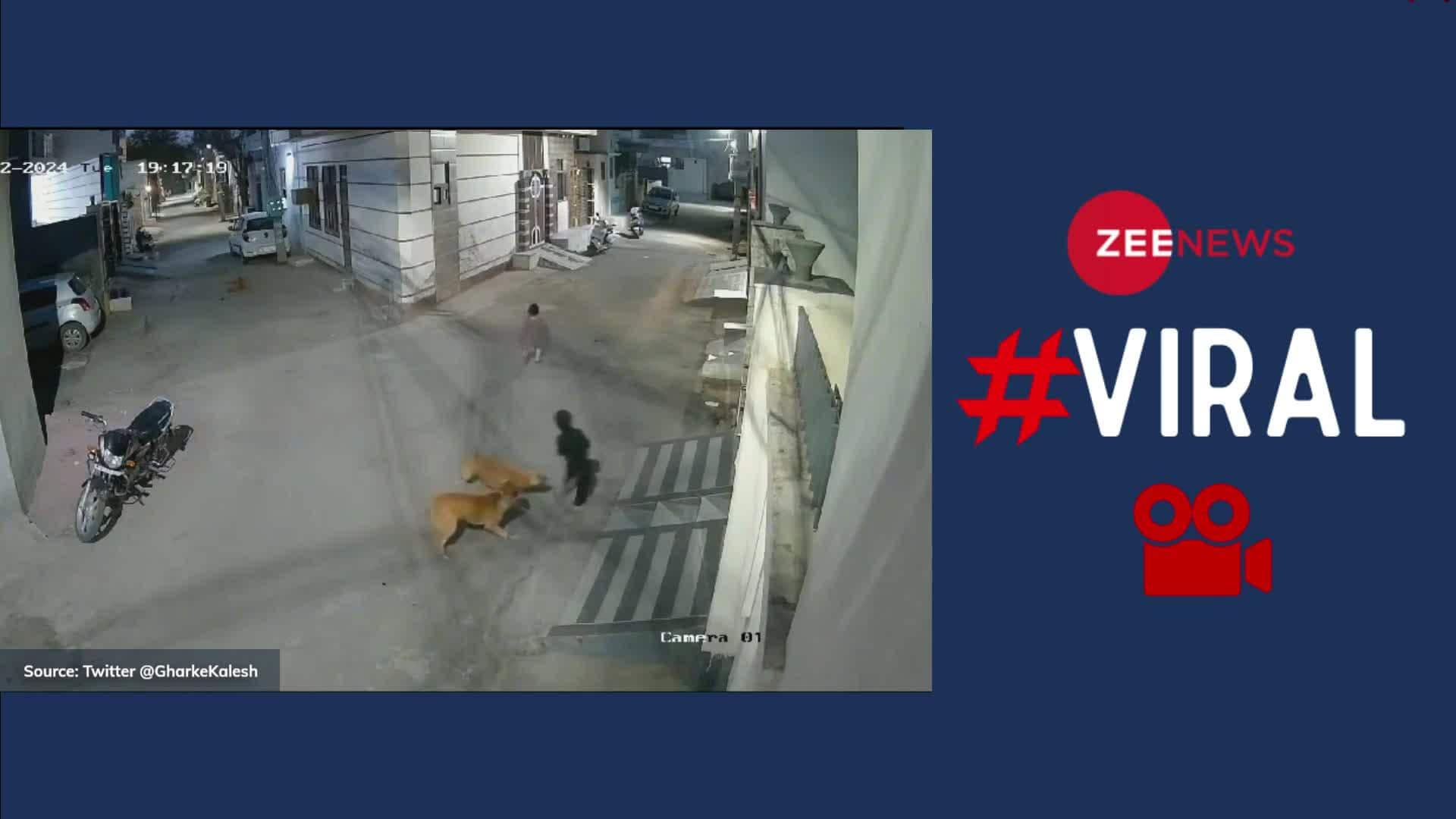 Viral Video: Stray Dogs Allegedly Attack Children, Raises Concerns ...