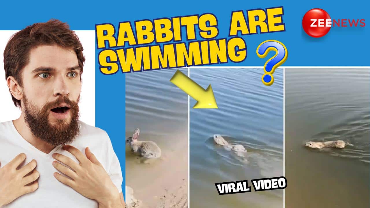Rabbits Can Swim? Watch Viral Video To Believe It | Zee News