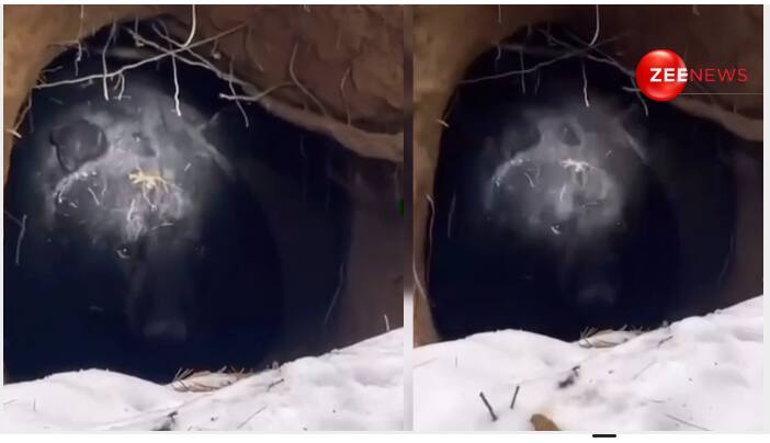 Watch: Man Discovers Bear Hibernating In Hidden Pit - Viral Video | Zee ...