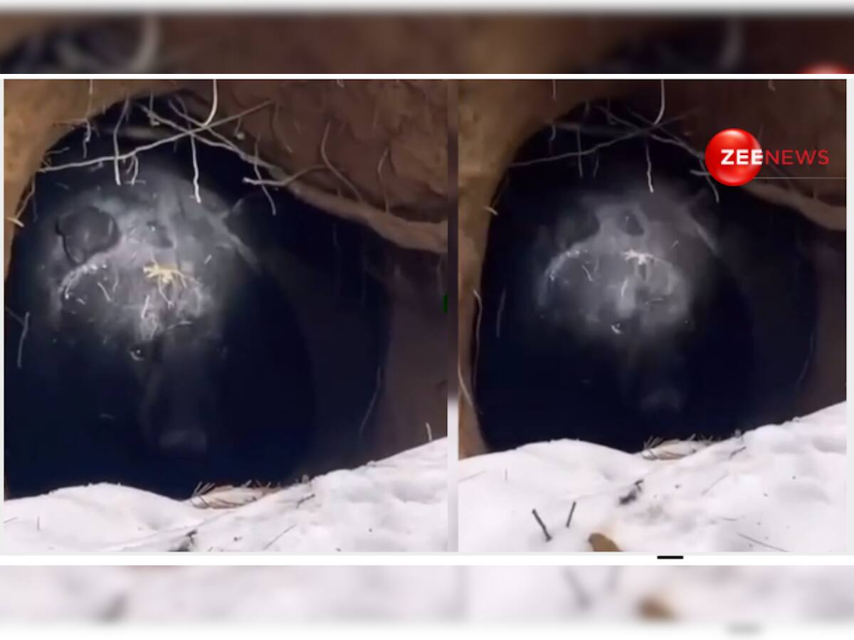 Watch: Man Discovers Bear Hibernating In Hidden Pit - Viral Video