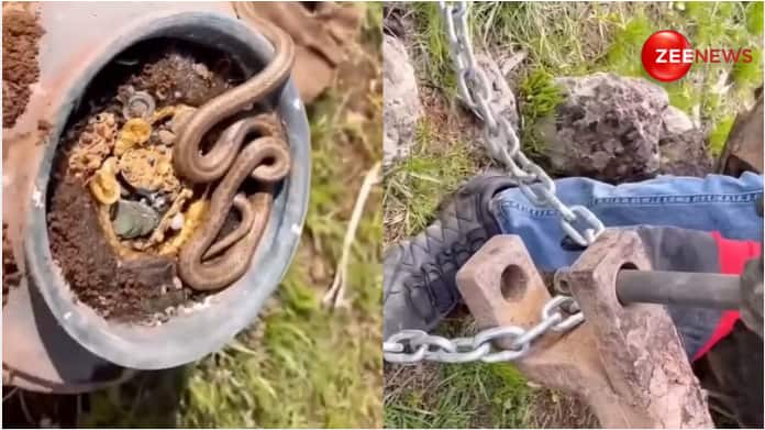 Viral Video: Hunters Discover Snake In Pot of Gold, Shocking Netizens ...