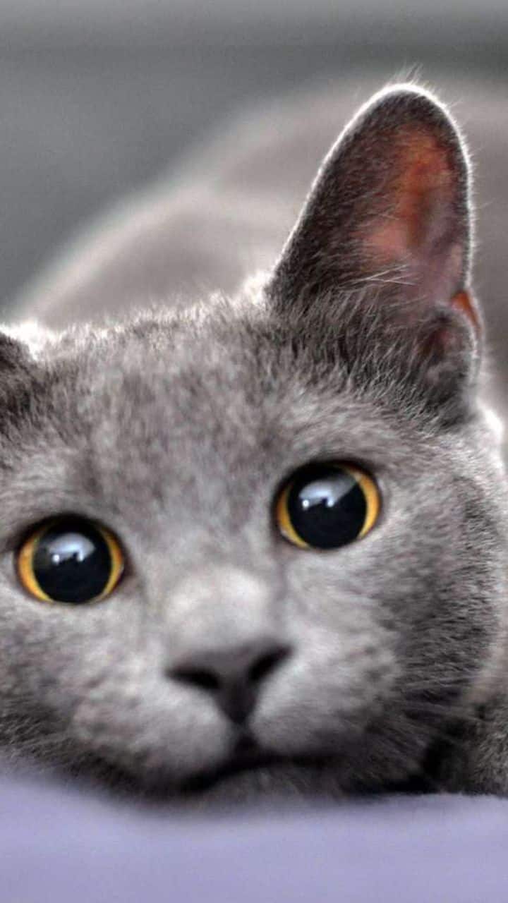 Russian Blue Wallpaper