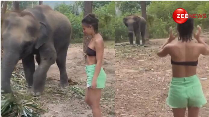 Viral Video: Woman Learns Lesson On Jungle Rules After Encounter With Wild Elephant | Zee News