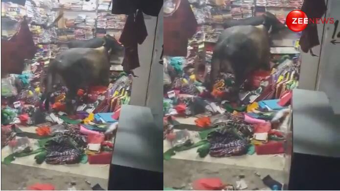 Viral Video: Netizens React As Bull Charges Into Shop, Sparking Online ...