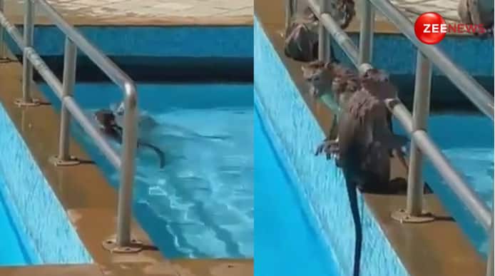 Viral Video: Monkeys Beat The Heat With A Pool Party - Must Watch | Zee ...