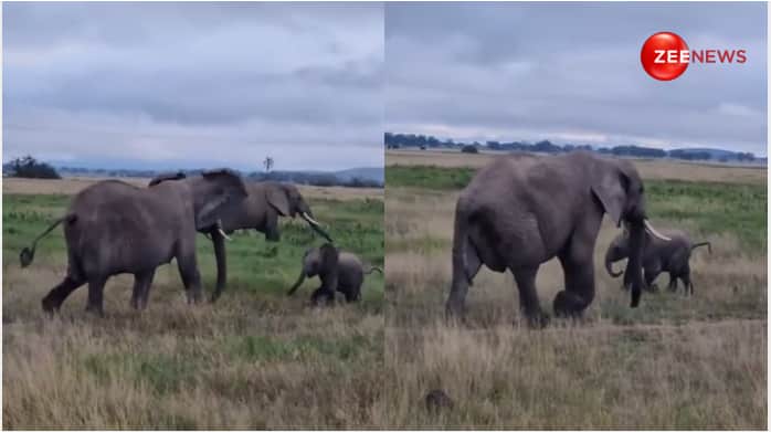 Baby Elephant Finding His Mother - You Can't Miss This Cutest Viral ...