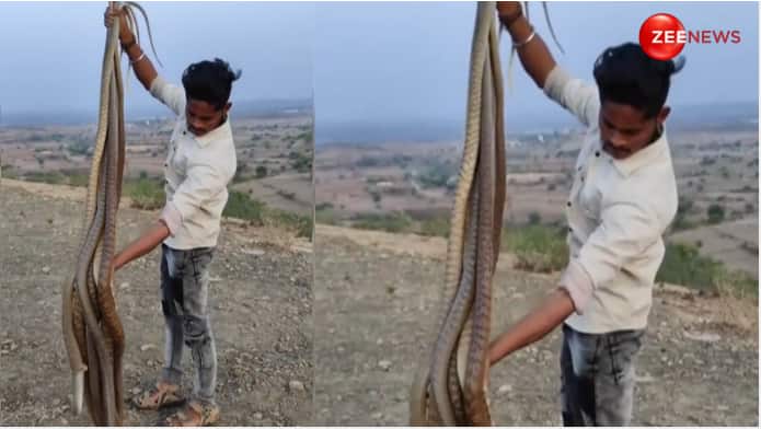 Viral Video: Man Fearlessly Handles Dozens Of Snakes - Shocking Footage ...
