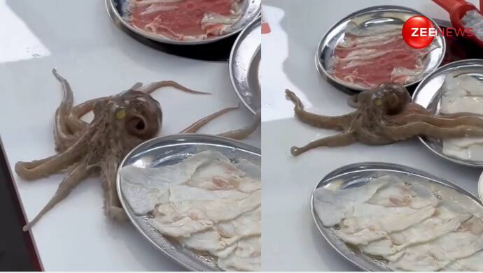 Viral Video: Octopus Emerges From Seafood Platter, Stirring Reactions ...