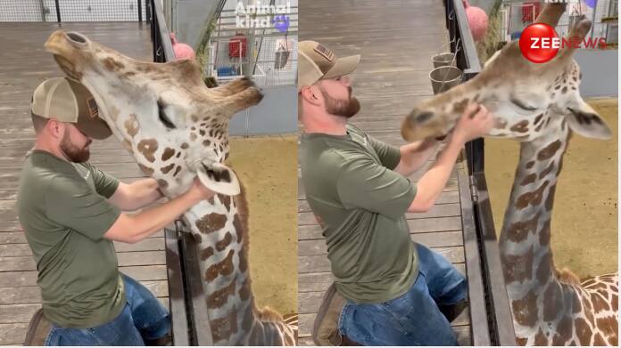 Viral Video: Giraffe And Vet's Heartfelt Interaction Wins Over The ...