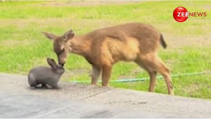 Real-Life 'Bambi And Thumper' Spotted: Video Of Deer And Rabbit Playing ...