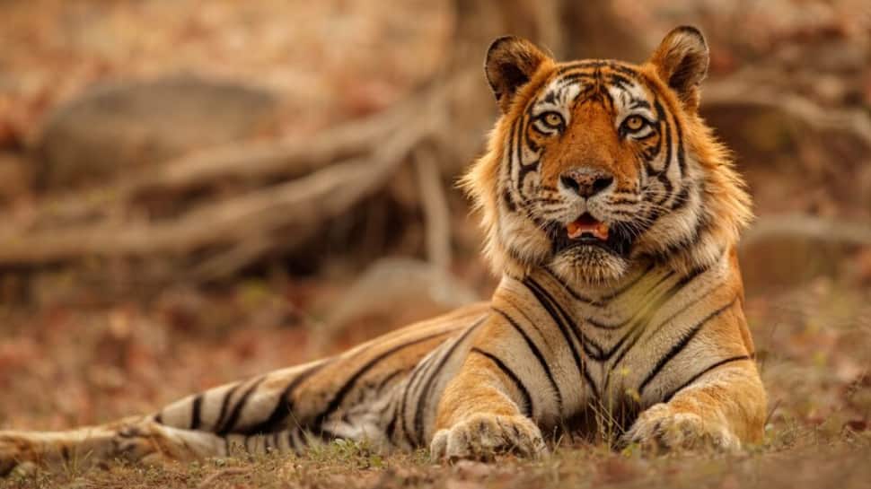 National Animals: 8 Countries And Their Wildlife Representatives | News ...