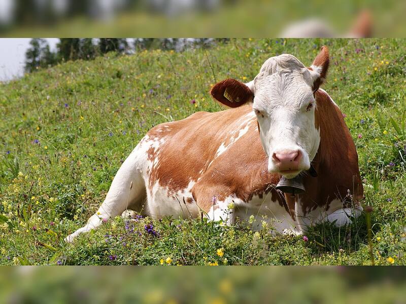 National Animals: 8 Countries And Their Wildlife Representatives | News ...