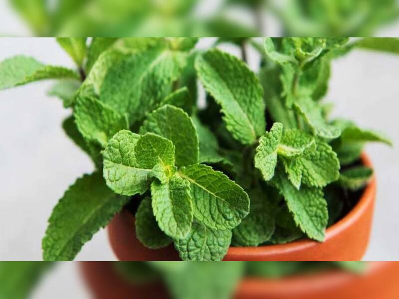 Insect Menace In Monsoon: Repel Mosquitoes, Flies Easily With These 5 ...