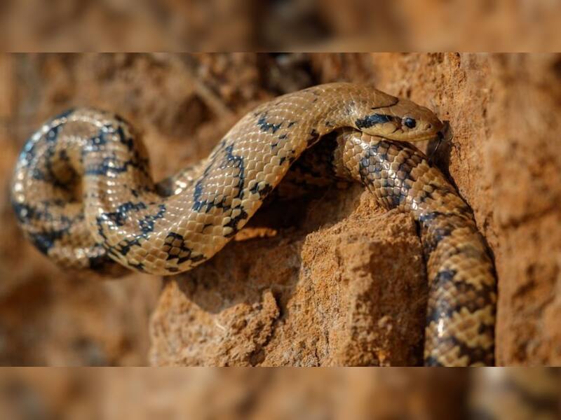 How Are Cobra Babies Born? How Dangerous Is A Baby Cobra? | News | Zee News