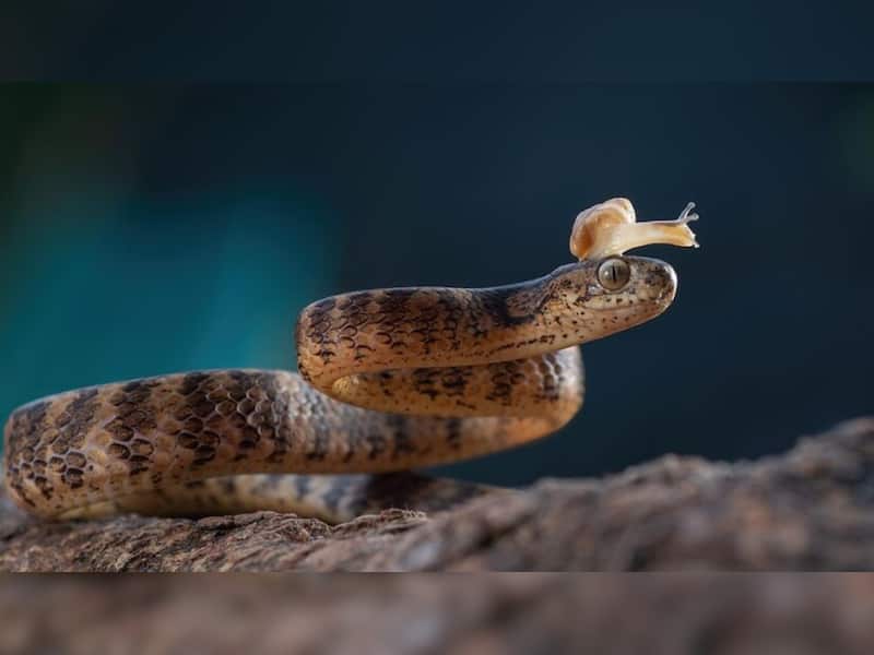How Are Cobra Babies Born? How Dangerous Is A Baby Cobra? | News | Zee News