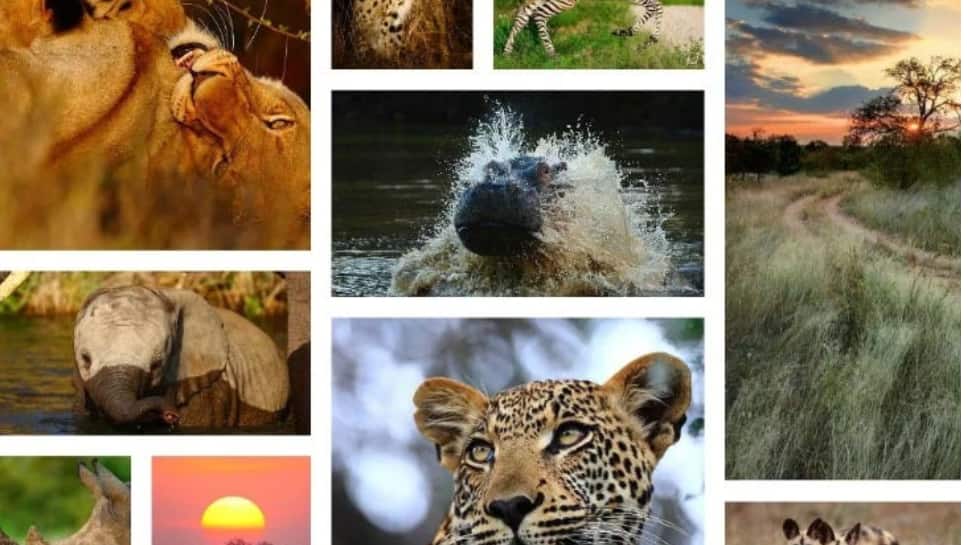 7 Unique Animals You Can Only Find in India | News | Zee News